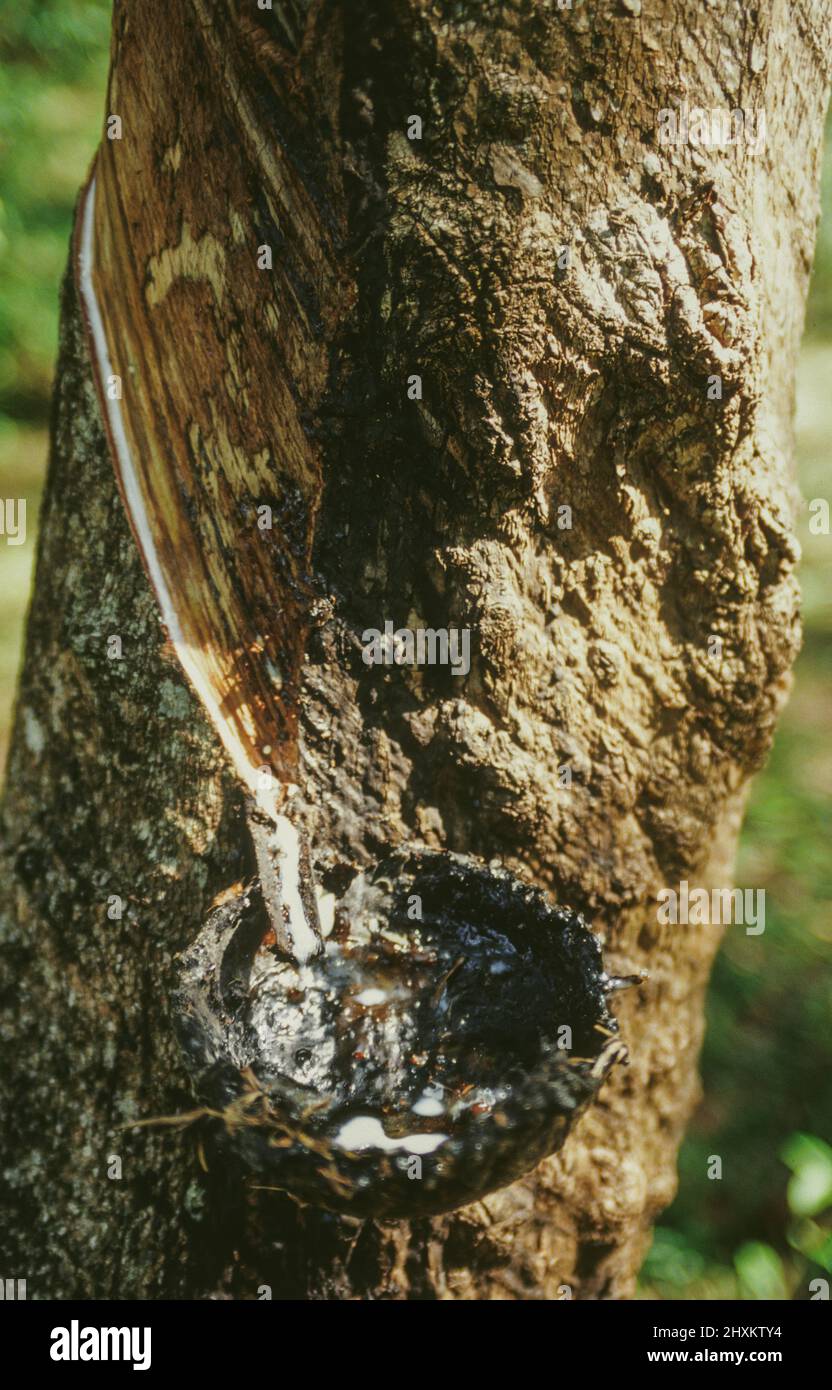 Latex ernte hi-res stock photography and images - Alamy