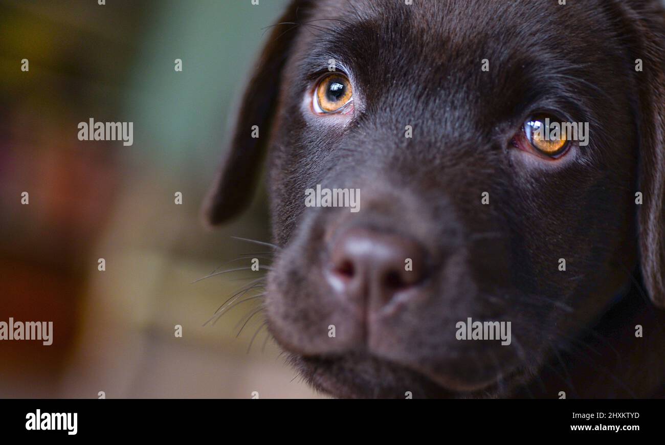 puppy looking at camera. beautiful dog. blurred background Stock Photo ...