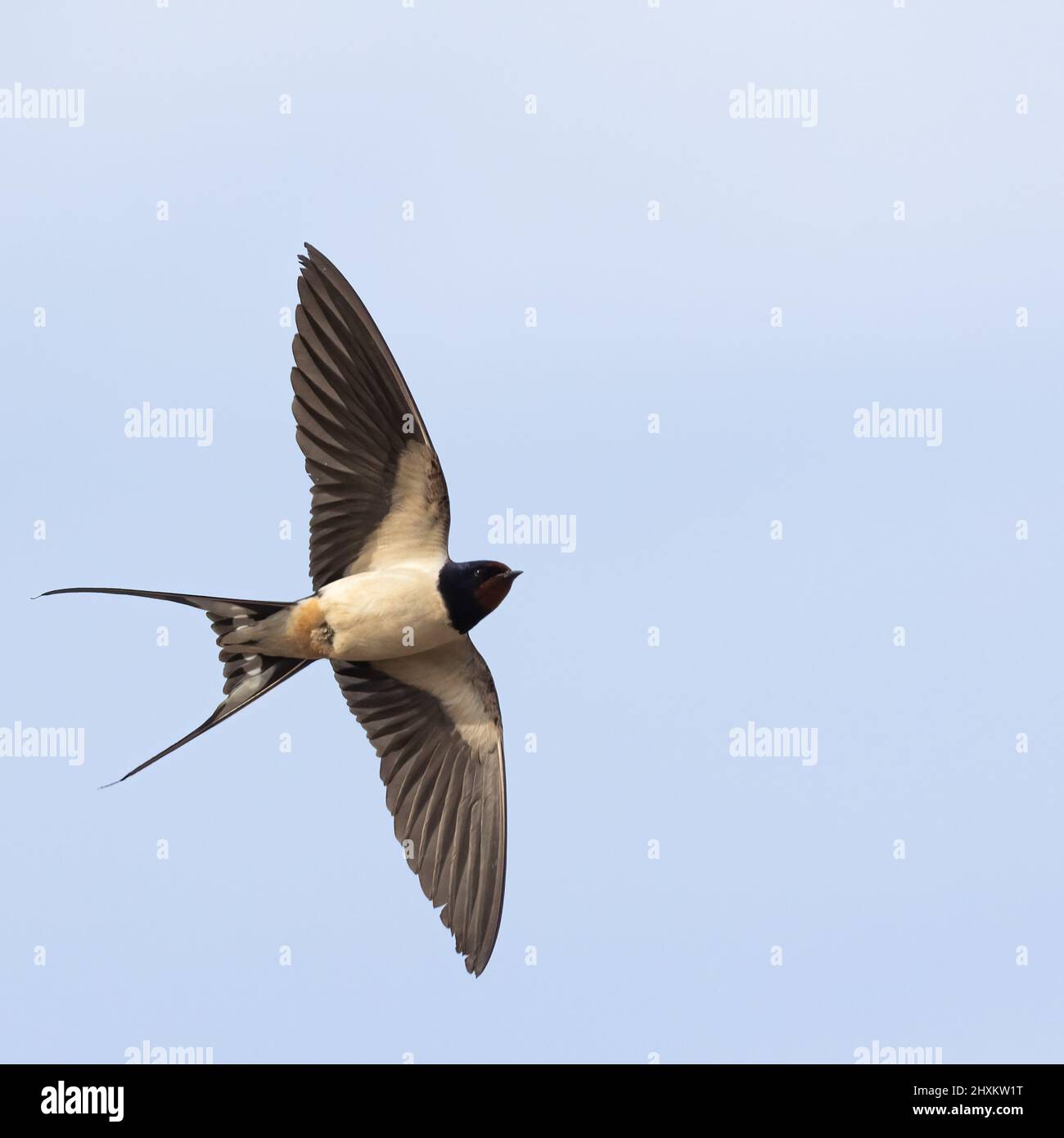 Barn swallow flight hi-res stock photography and images - Alamy