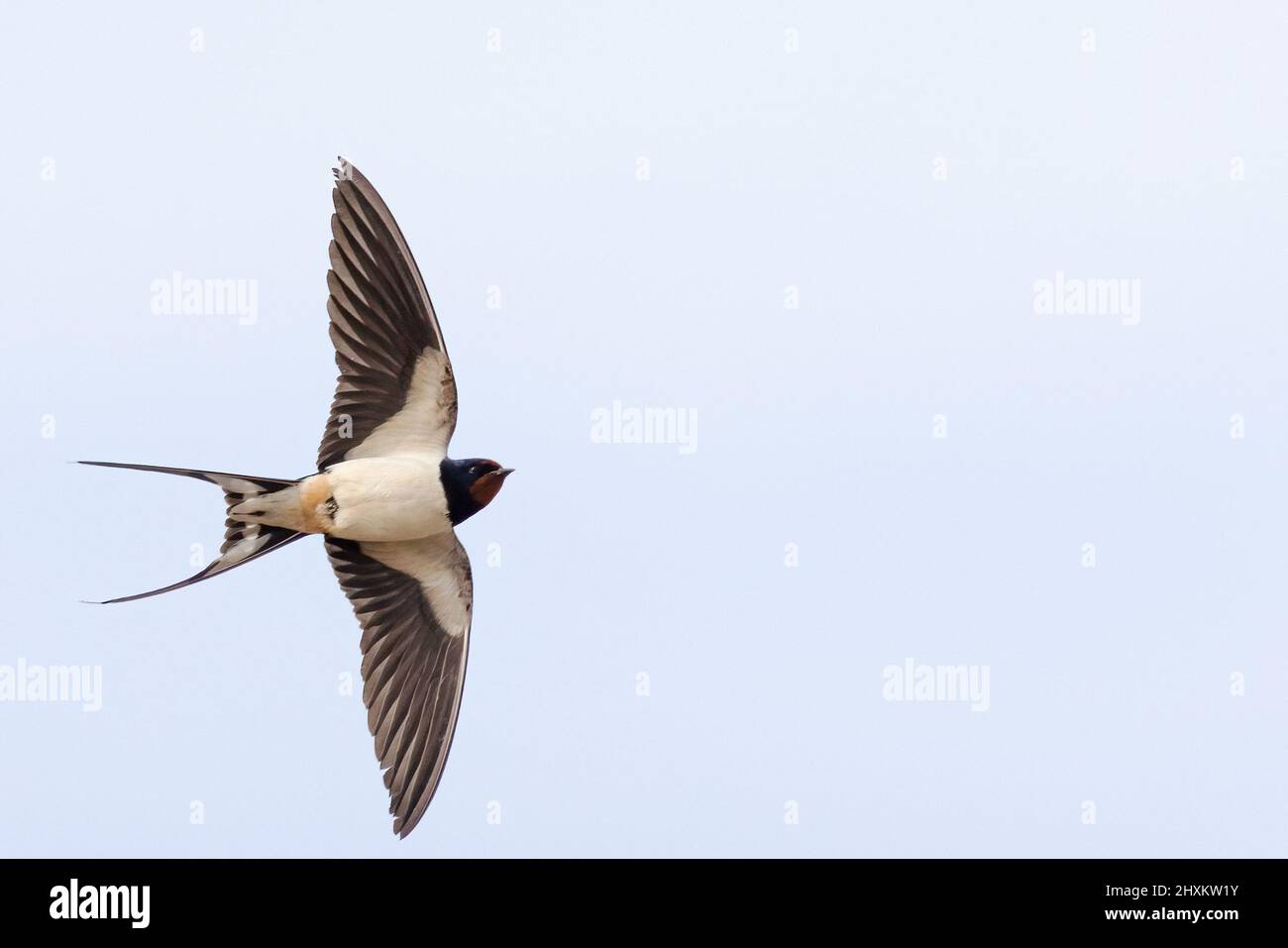 Barn swallow flight hi-res stock photography and images - Alamy