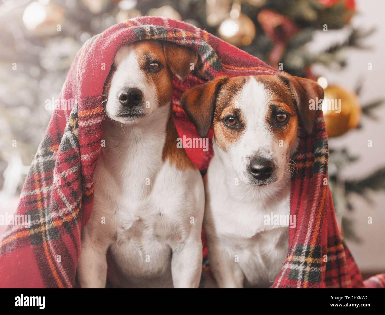 Two dogs together hi-res stock photography and images - Alamy