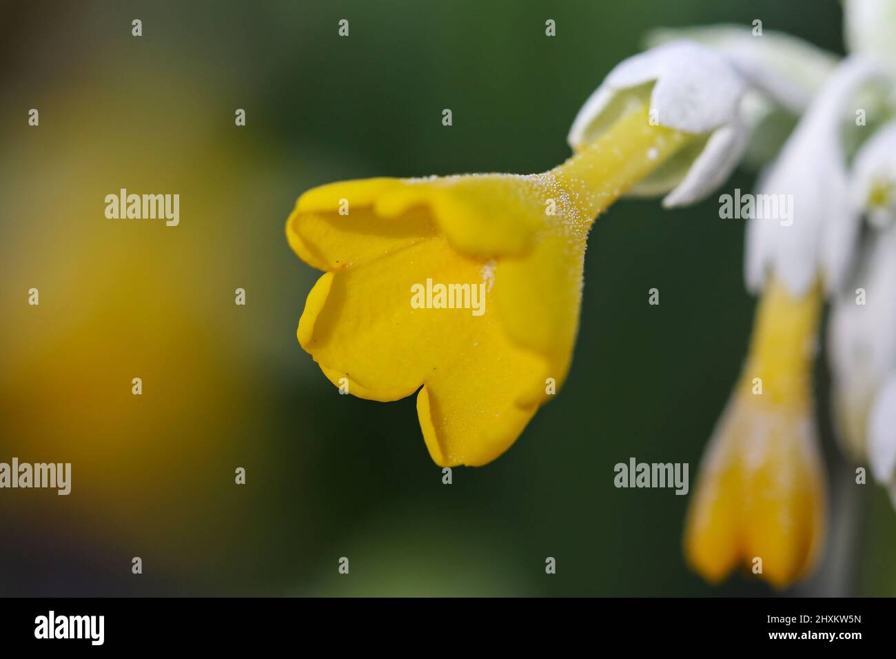 Primula palinuri, yellow rosette-forming evergreen perennial plant ...