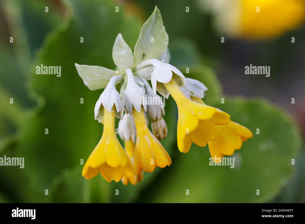 Primula palinuri, yellow rosette-forming evergreen perennial plant ...