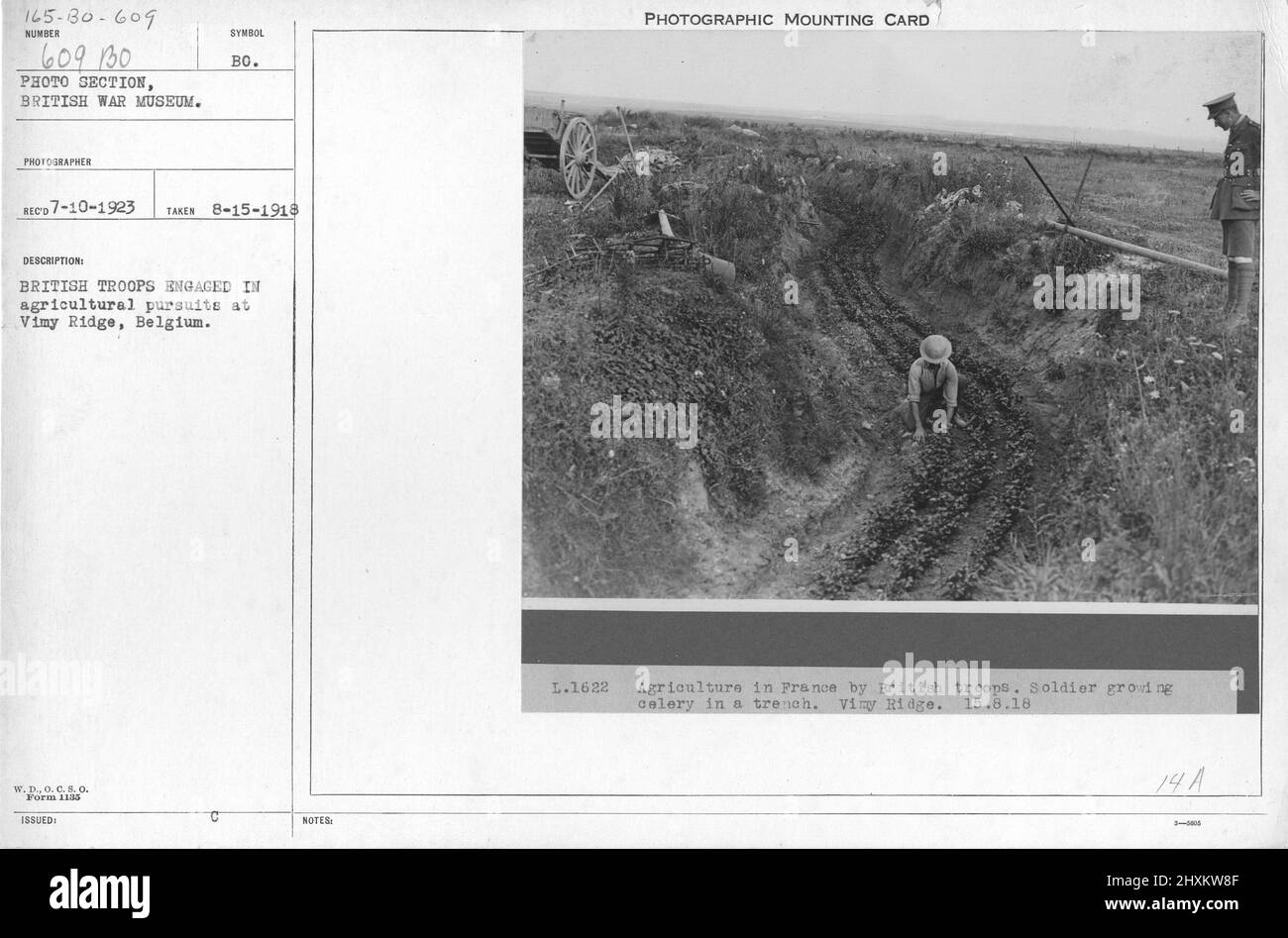 British troops engaged in agricultural pursuits at Vimy Ridge, Belgium ...