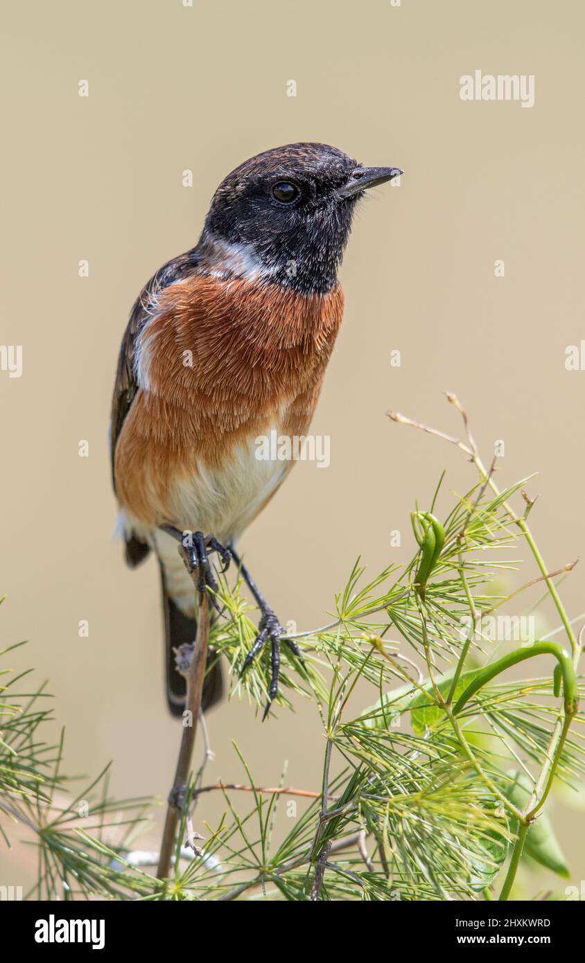 African Stonechat, Kruger National Park Stock Photo - Alamy