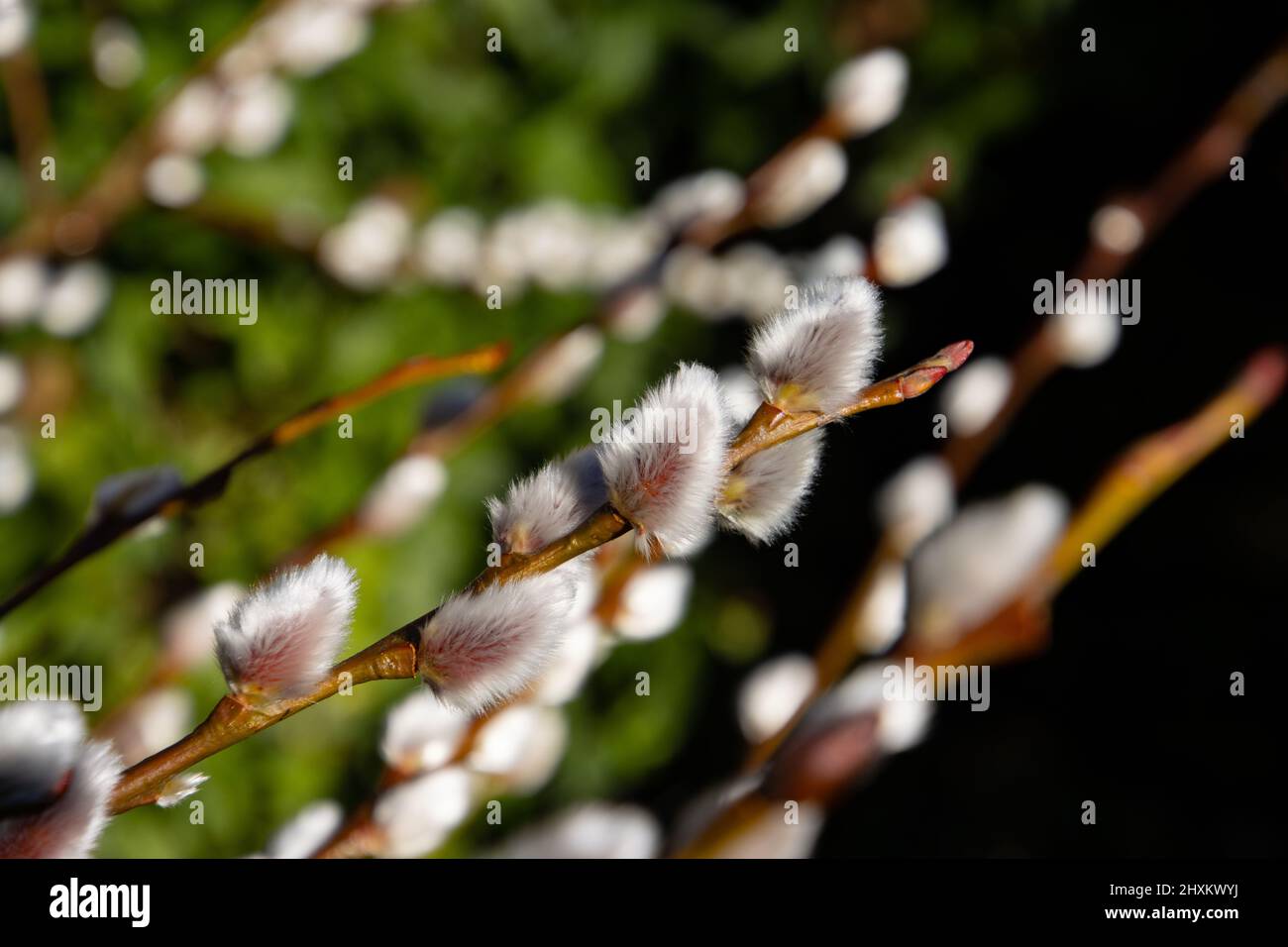 Close up of a branch of a pussy willow as a symbol for Spring Stock ...