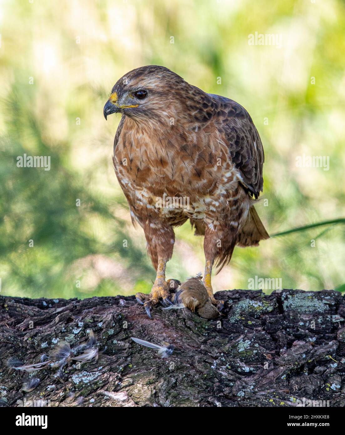 Steppe buzzard south africa hi-res stock photography and images - Alamy