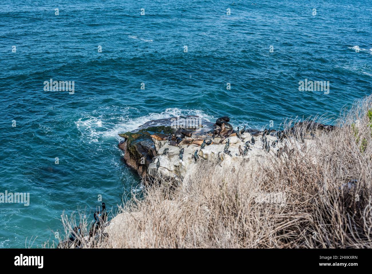 Seals, Ocean view from Cliff Stock Photo - Alamy