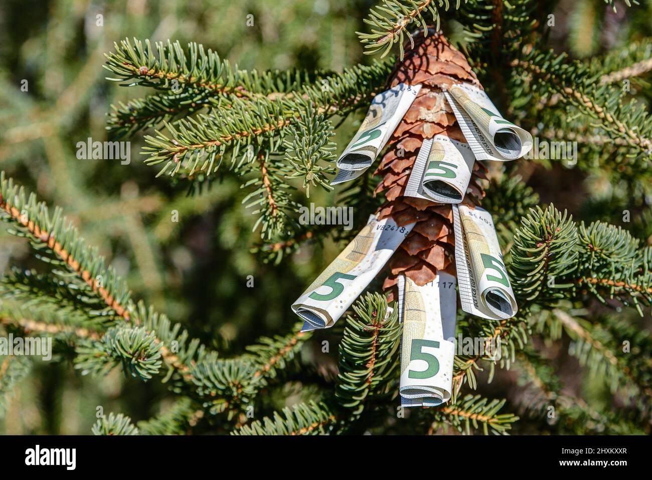 Euro bills stuck in a pine cone. Climate change is also causing ...