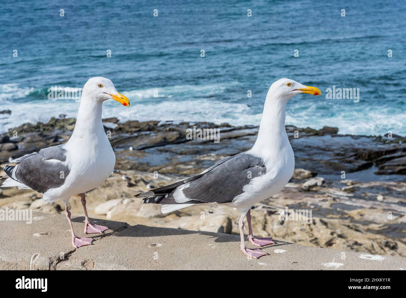 San diego gulls hi-res stock photography and images - Alamy