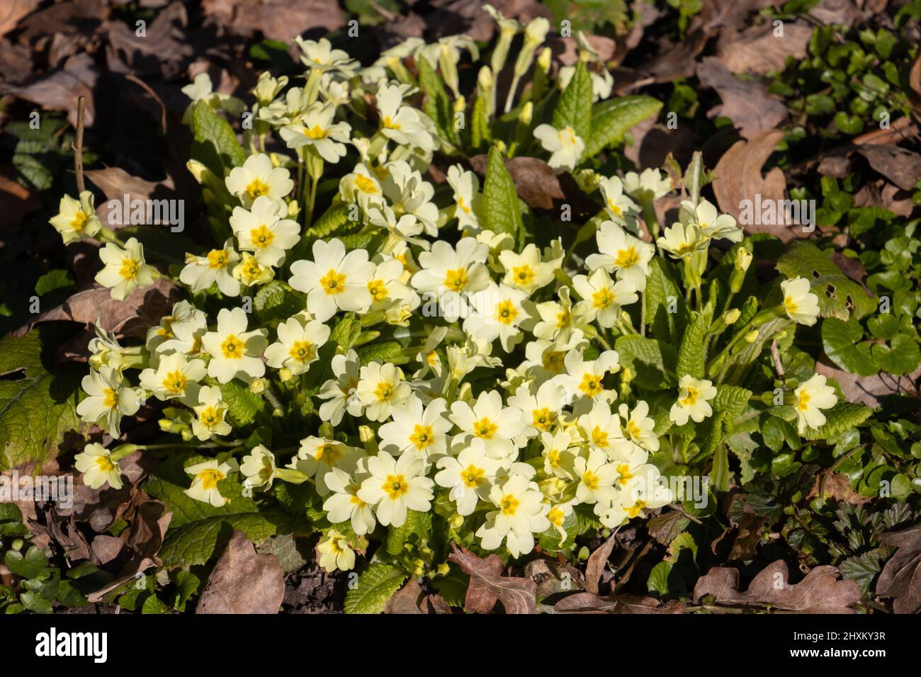 Wild primrose hi-res stock photography and images - Alamy