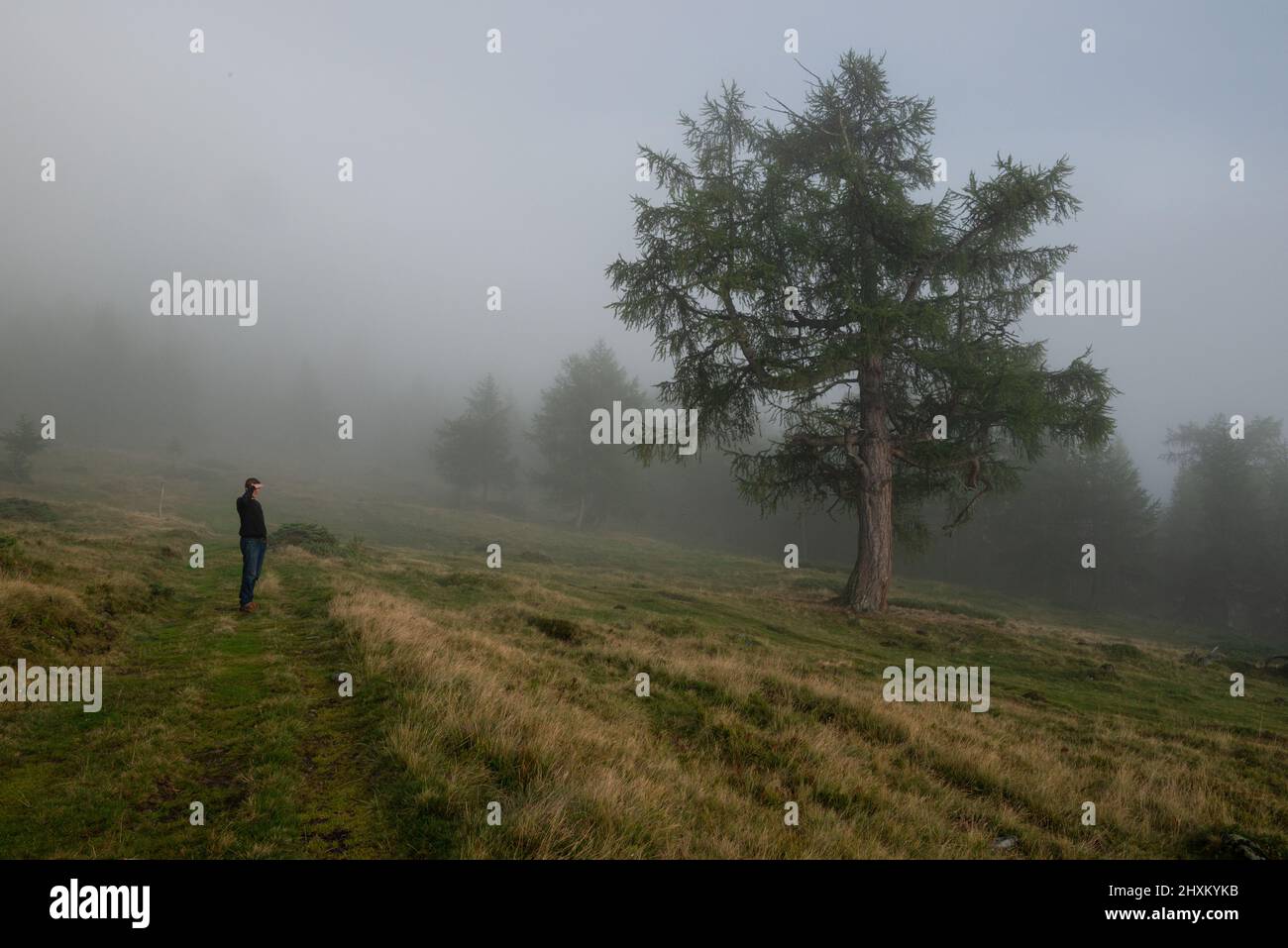 man beside huge old larch tree in mist on alpine pasture Stock Photo ...