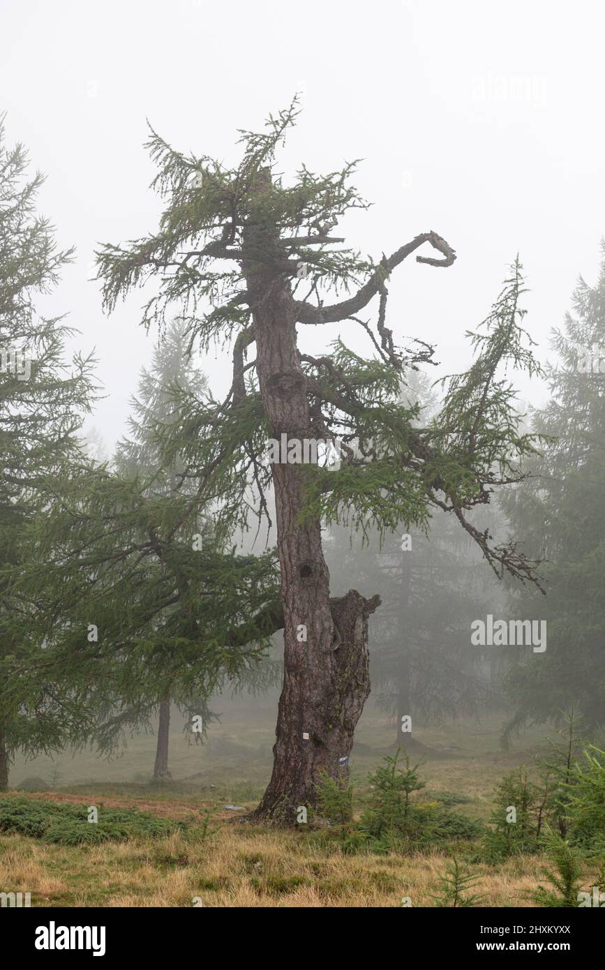 Larch beams hi-res stock photography and images - Alamy