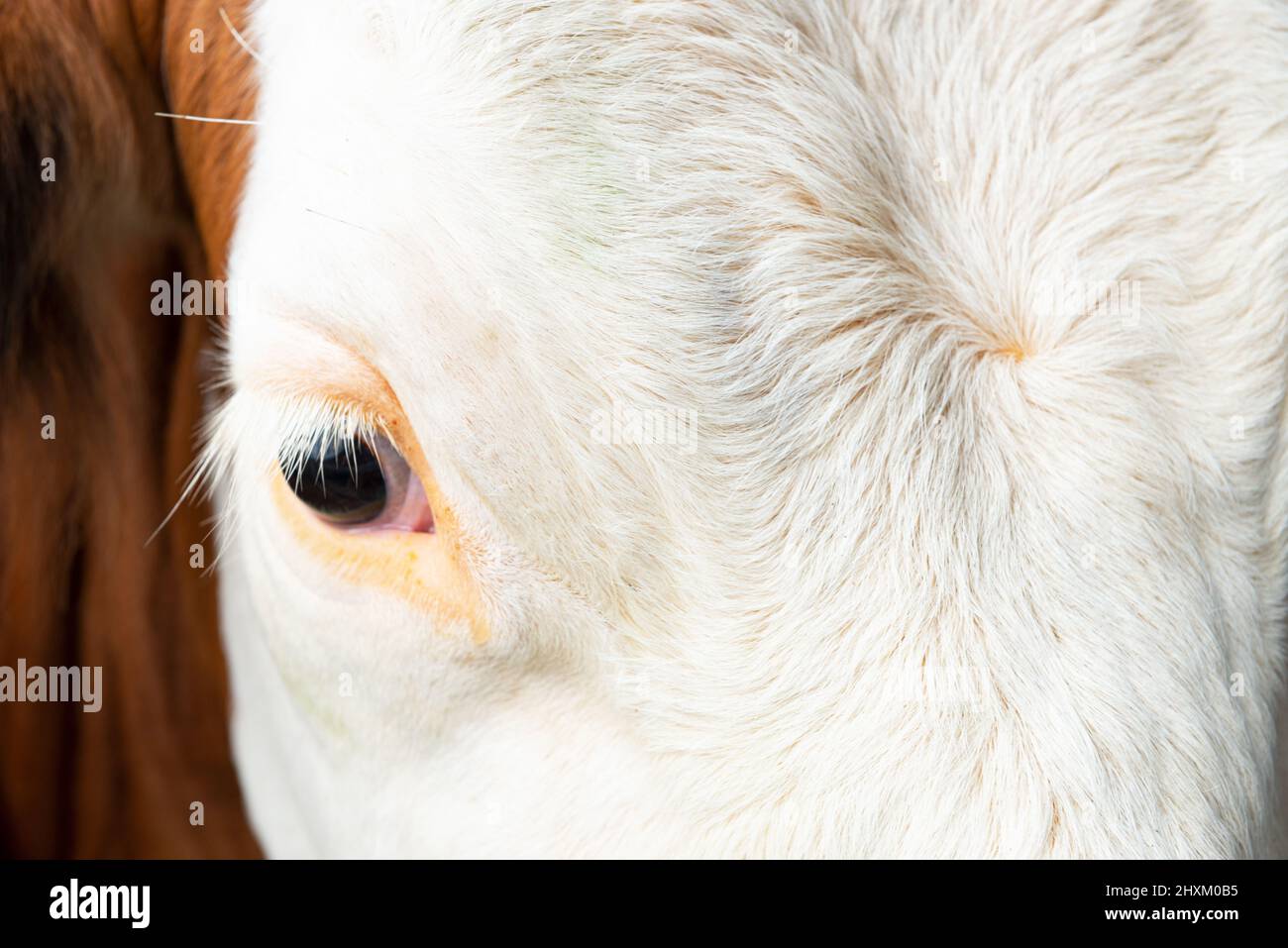 detail of cows head with white fell and eye Stock Photo - Alamy