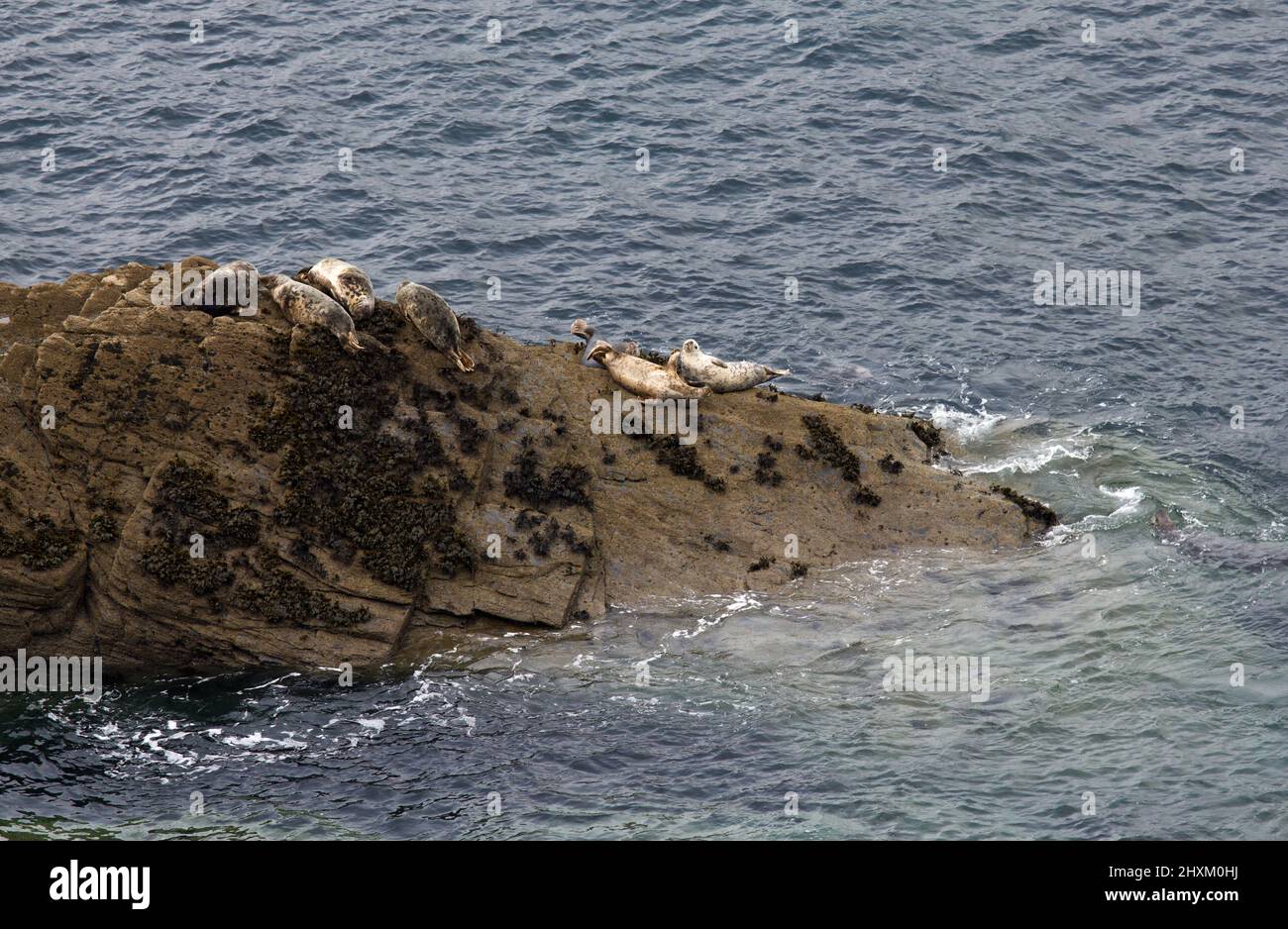 Kernow seals hi-res stock photography and images - Alamy