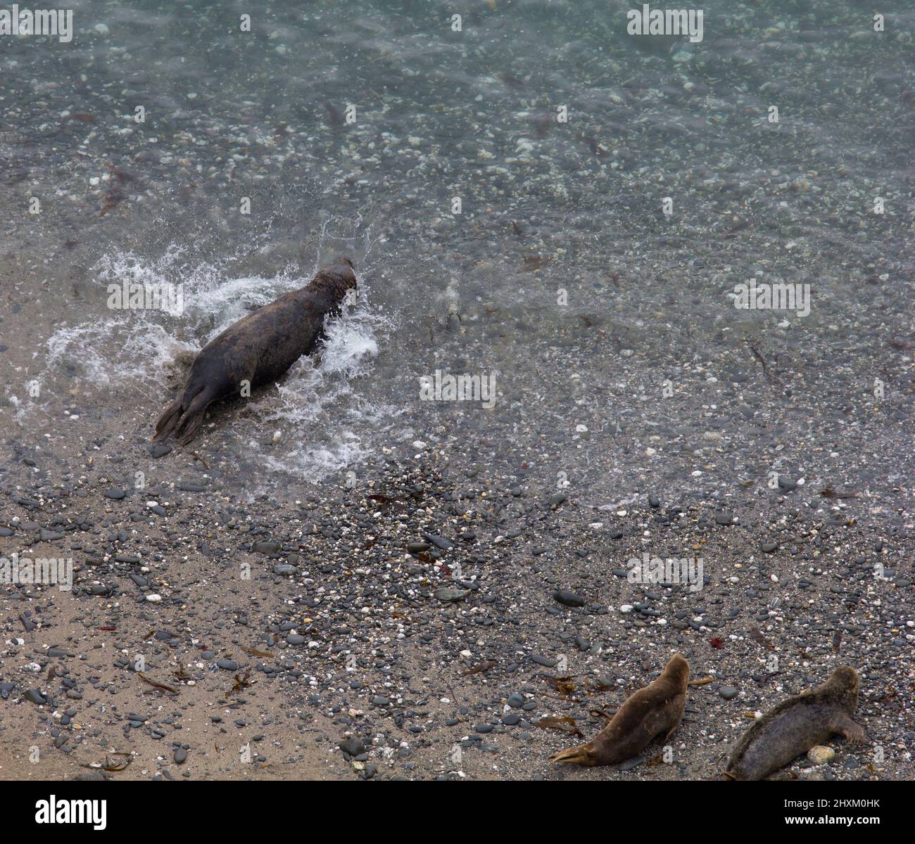 A large Grey or Atlantic seal leaving a pebble beach at Fishing Cove ...