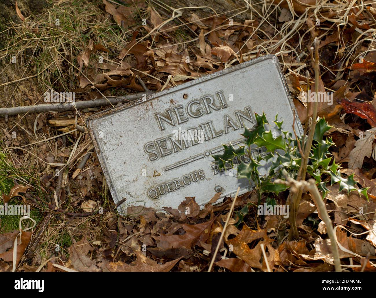 Oak tree planted to by representatives of Negri Sembilan, to ...