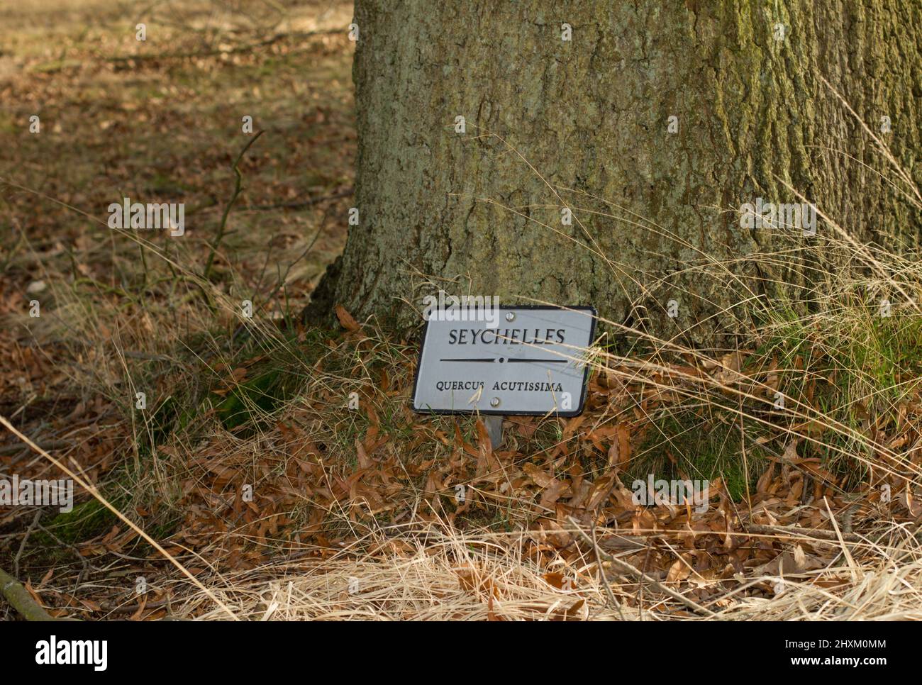 Oak tree planted to by representatives of the Seychelles to commemorate ...