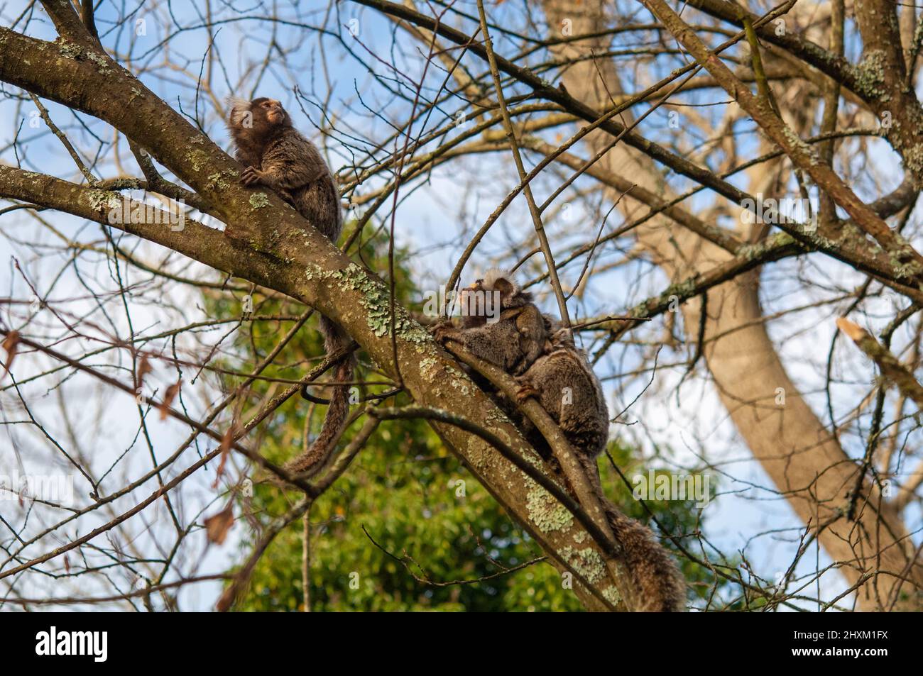 Marmoset Enclosure High Resolution Stock Photography and Images - Alamy