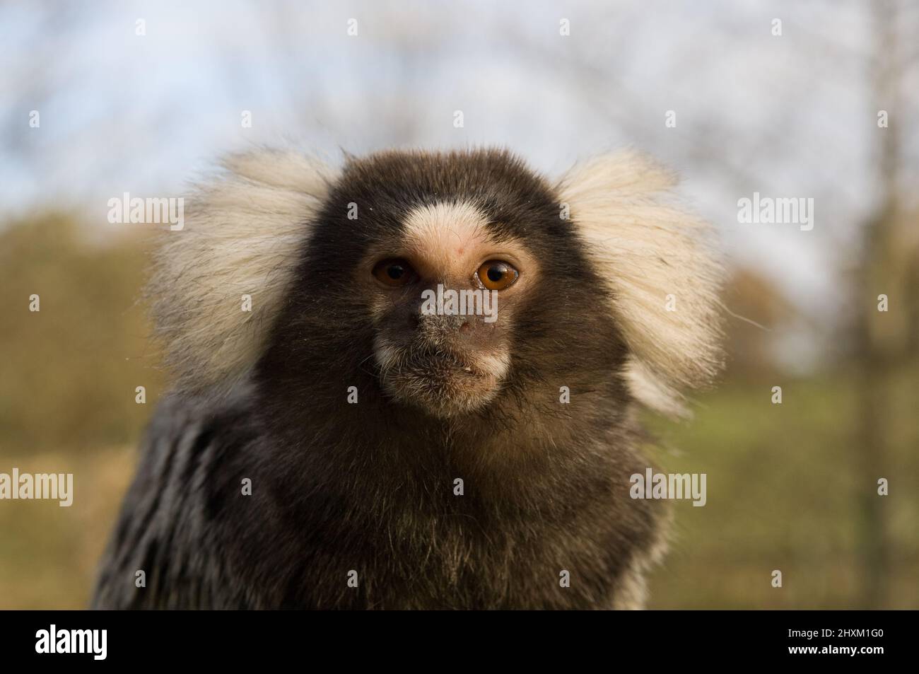 Common Marmoset, Callithrix jacchus, Manor House Wildlife Park ...