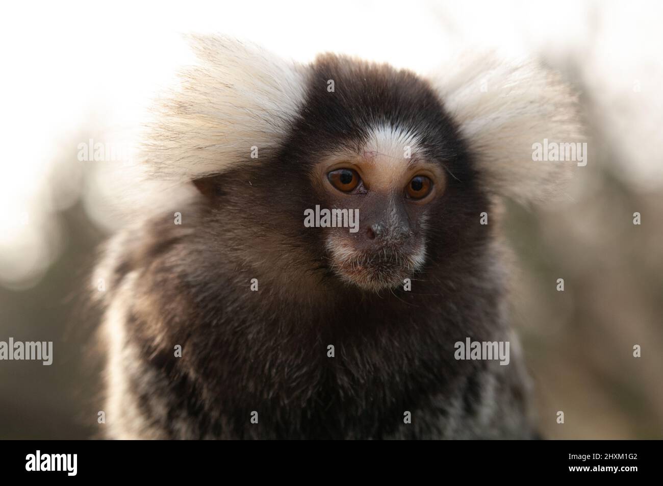 Marmoset enclosure hi-res stock photography and images - Alamy