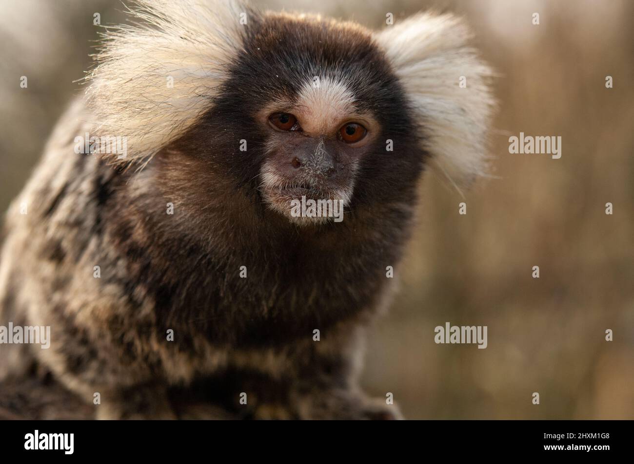Marmoset enclosure hi-res stock photography and images - Alamy