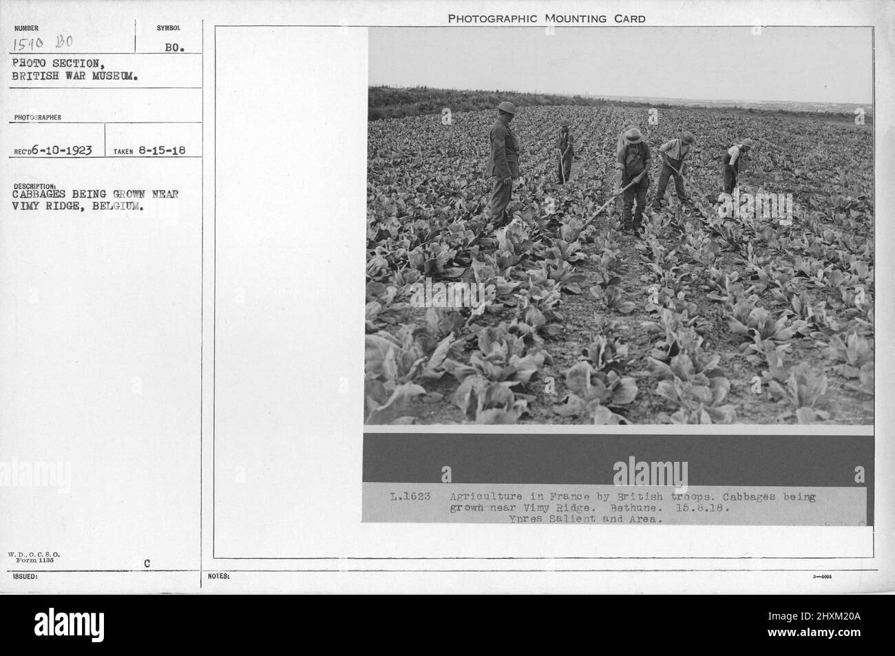 Cabbages being grown near Vimy Ridge, Belgium. 8-15-1918. Collection of ...