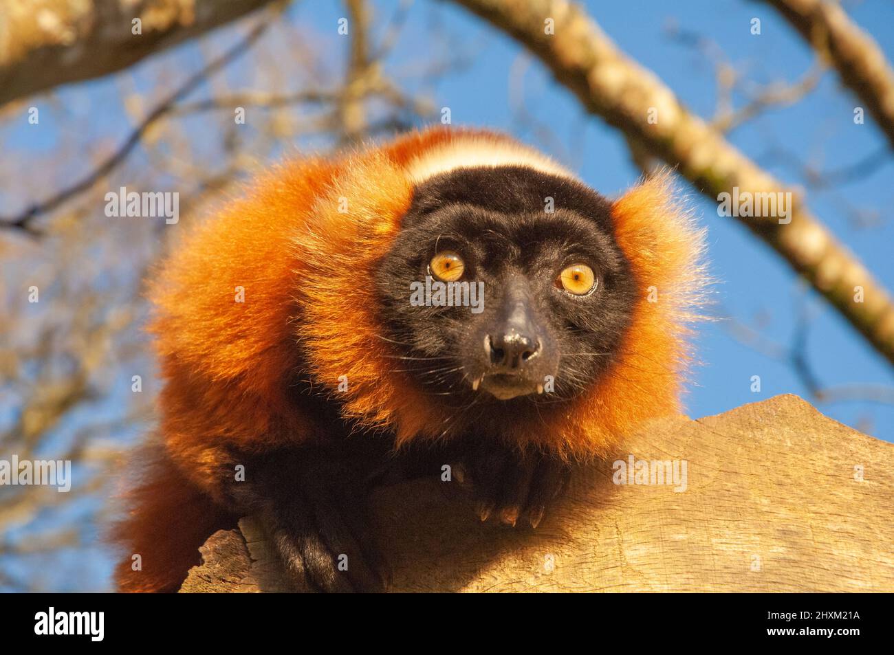 Lemur enclosure, Red Ruffed Lemur, Varecia rubra, Manor House Wildlife ...