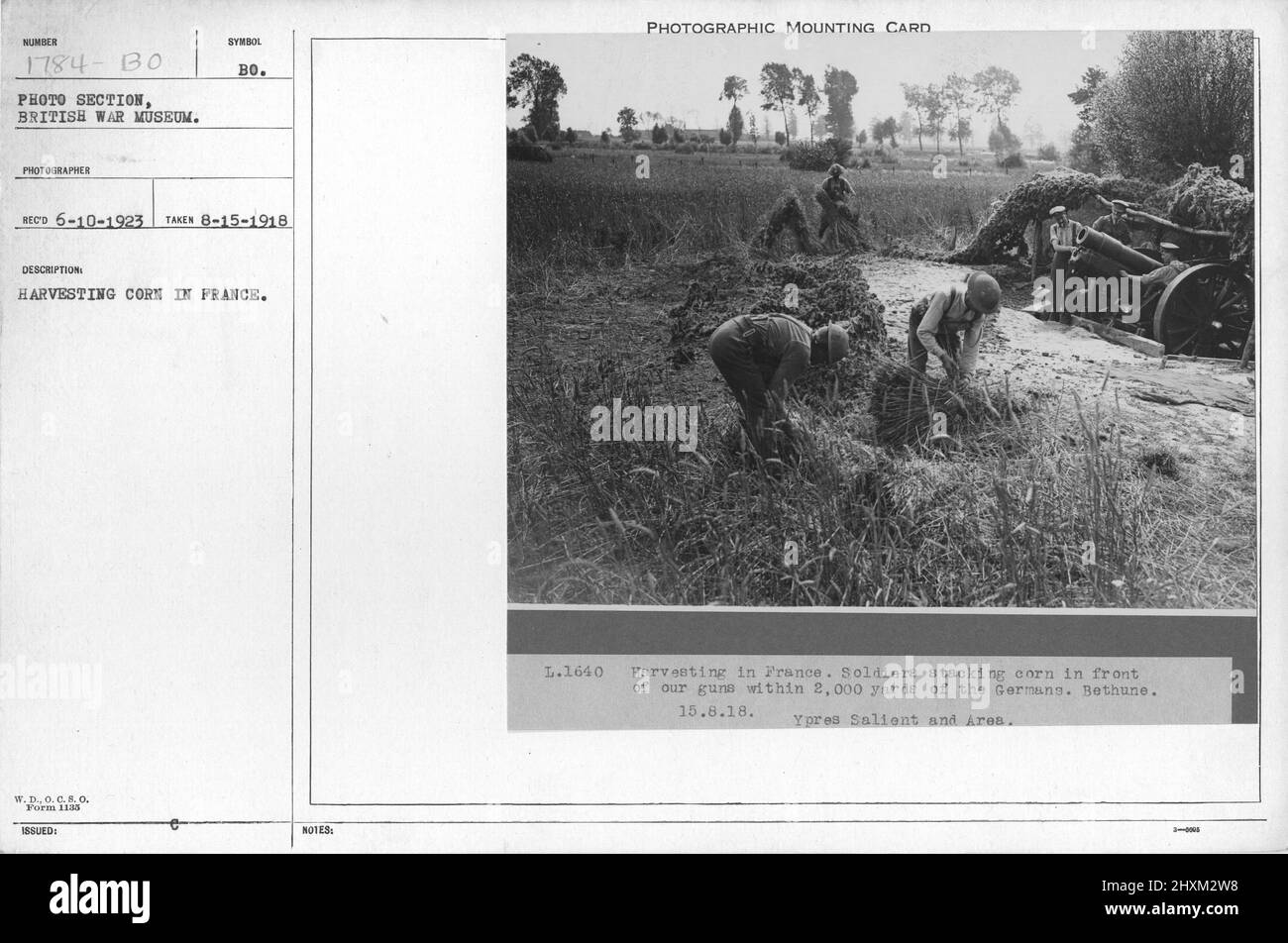 Harvesting corn in France. Collection of World War I Photographs, 1914 ...