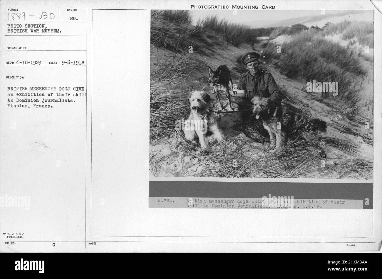 British Messenger dogs gie an exhibition of their skill to Dominion ...