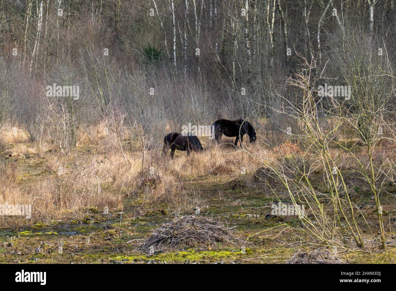 Swannington hi-res stock photography and images - Alamy