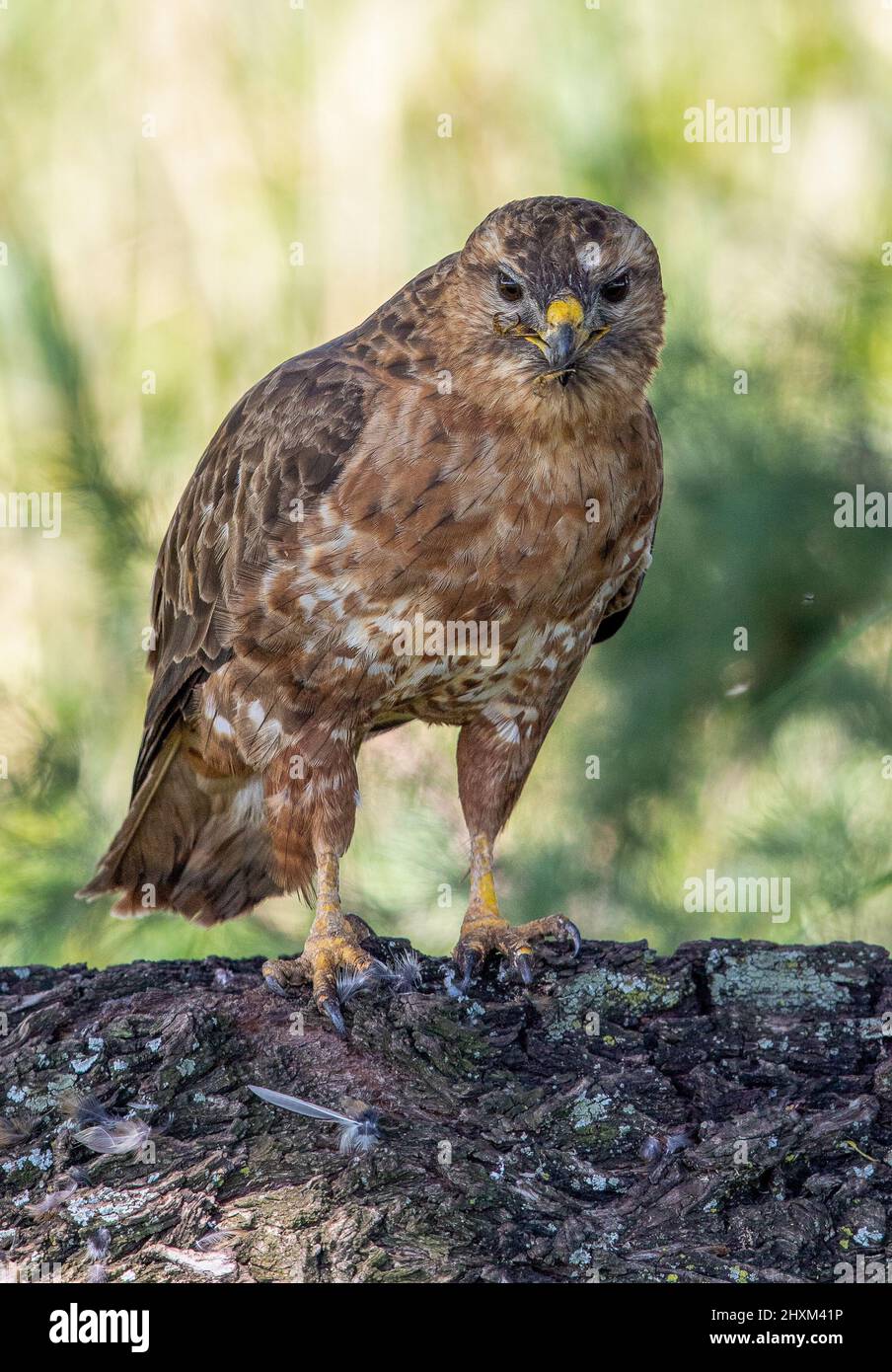 Common Buzzard, Kruger National Park Stock Photo - Alamy