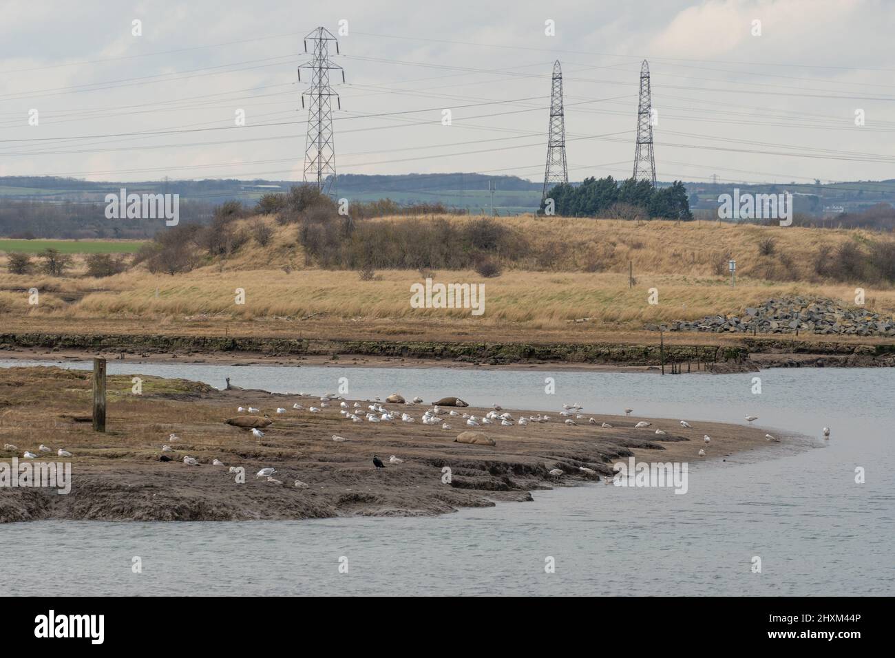 Greatham North, Hartlepool, UK. Seal colony has returned after being ...