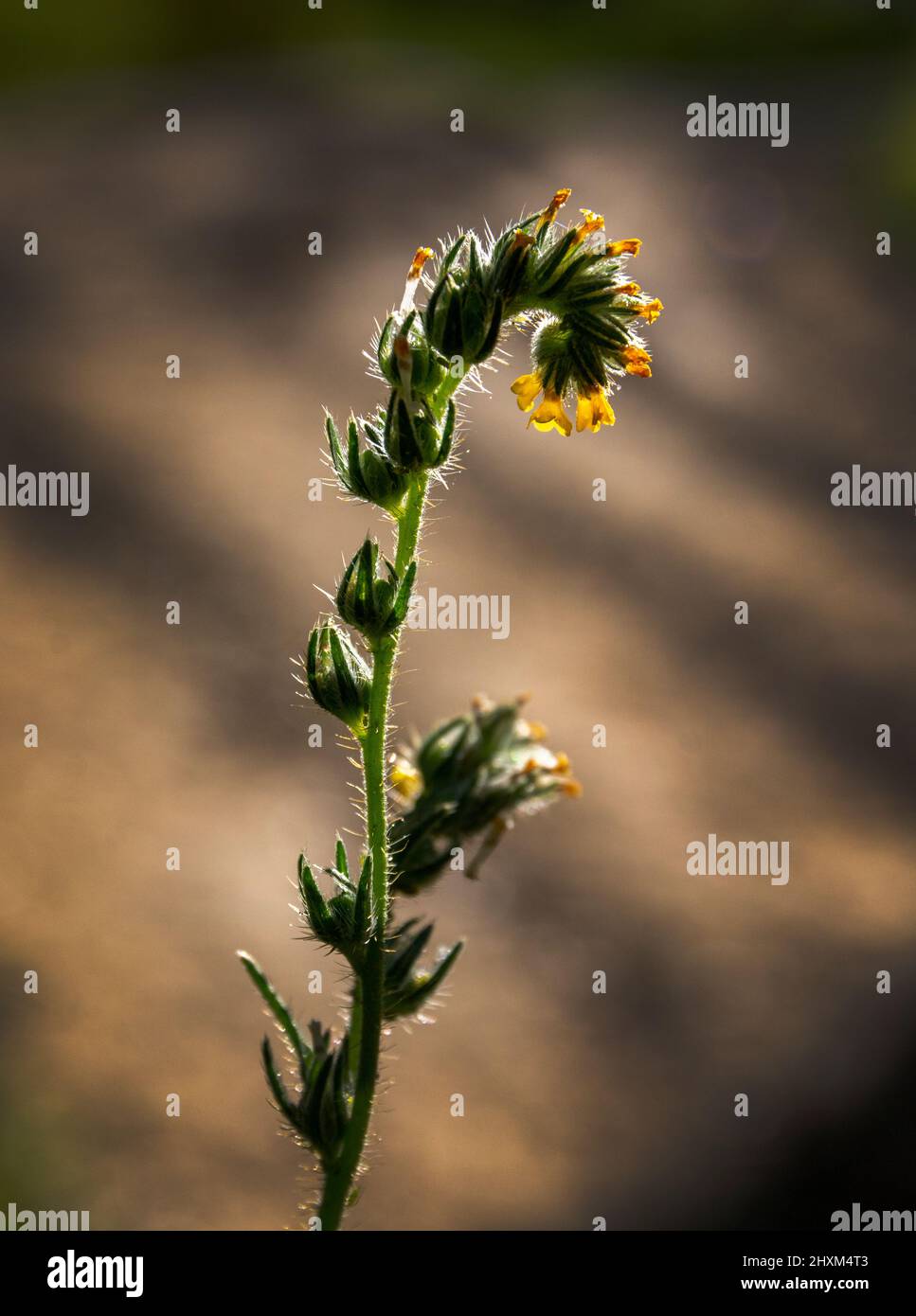 Fiddleneck amsinckia hi-res stock photography and images - Alamy
