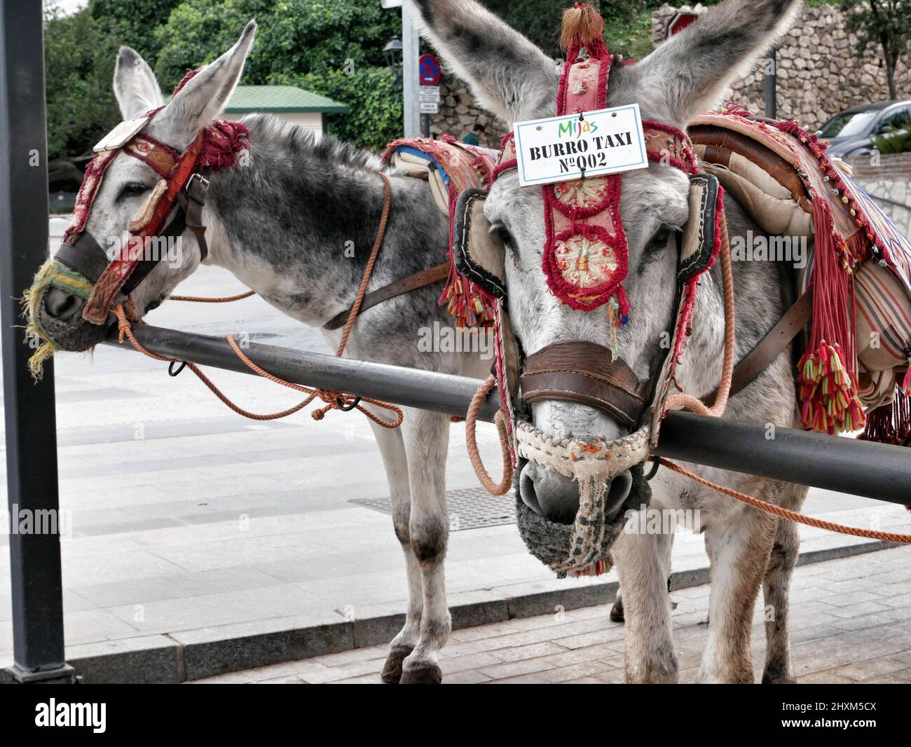 Mijas, Spain. Burro Taxis ( donkey taxi ) wait for fares. Picture ...