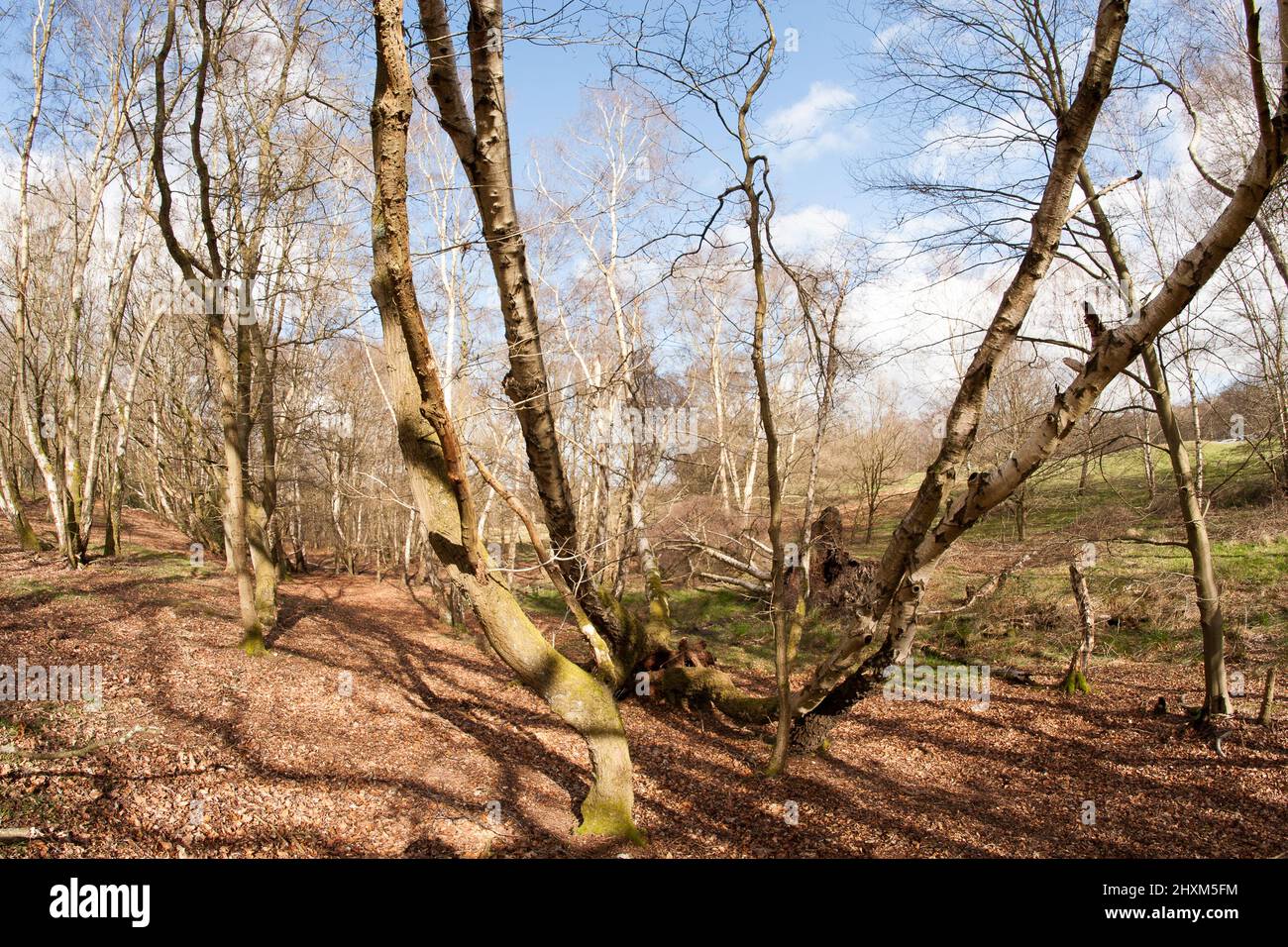 High Beech Epping Forest Essex, England Stock Photo - Alamy