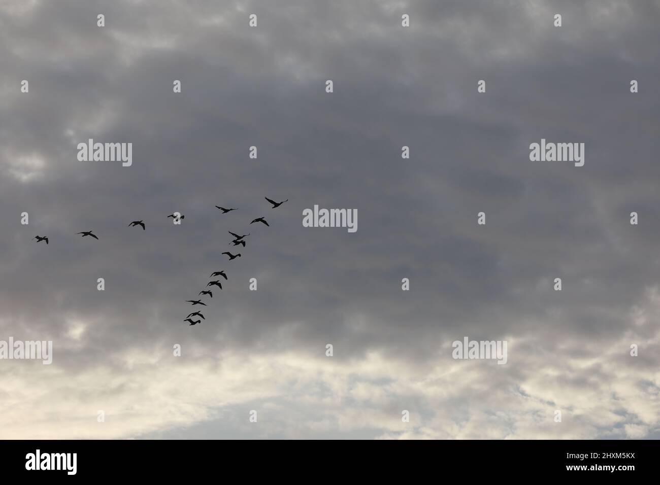 Flying wedge formation hi-res stock photography and images - Alamy
