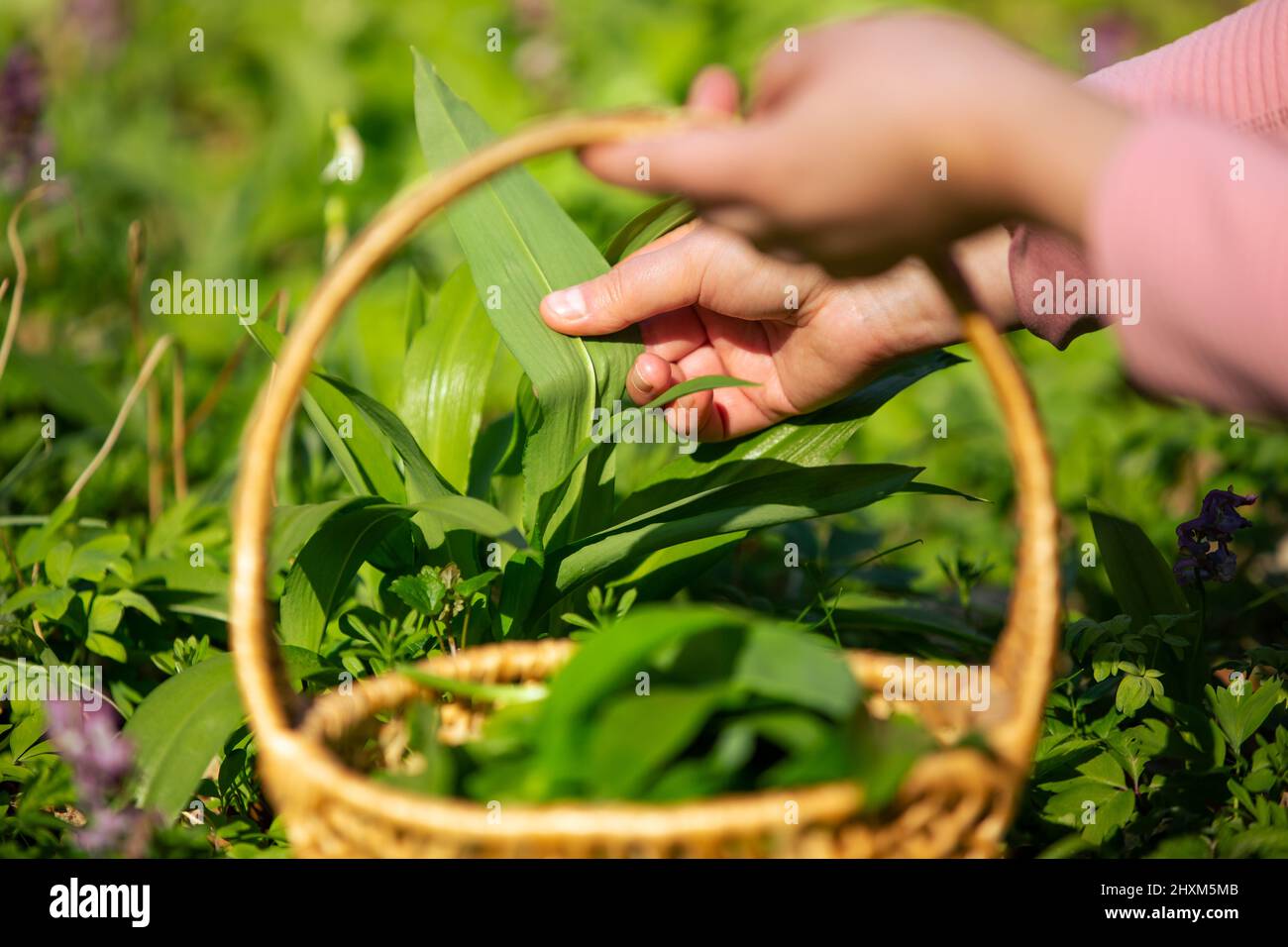 Woman gathering, picking fresh bear garlic in the forest, wild garlic ...