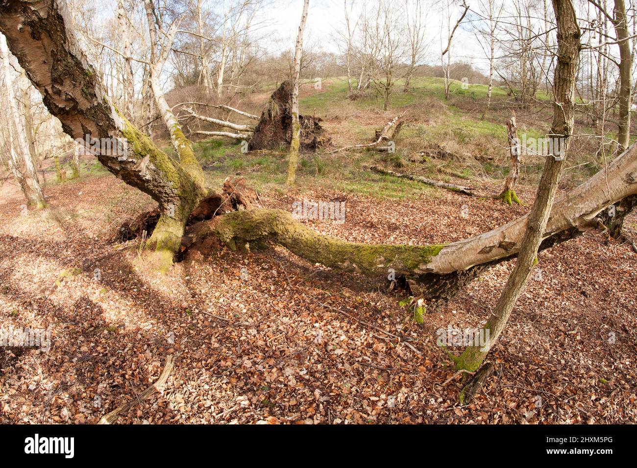 Ancient beech epping hi-res stock photography and images - Alamy