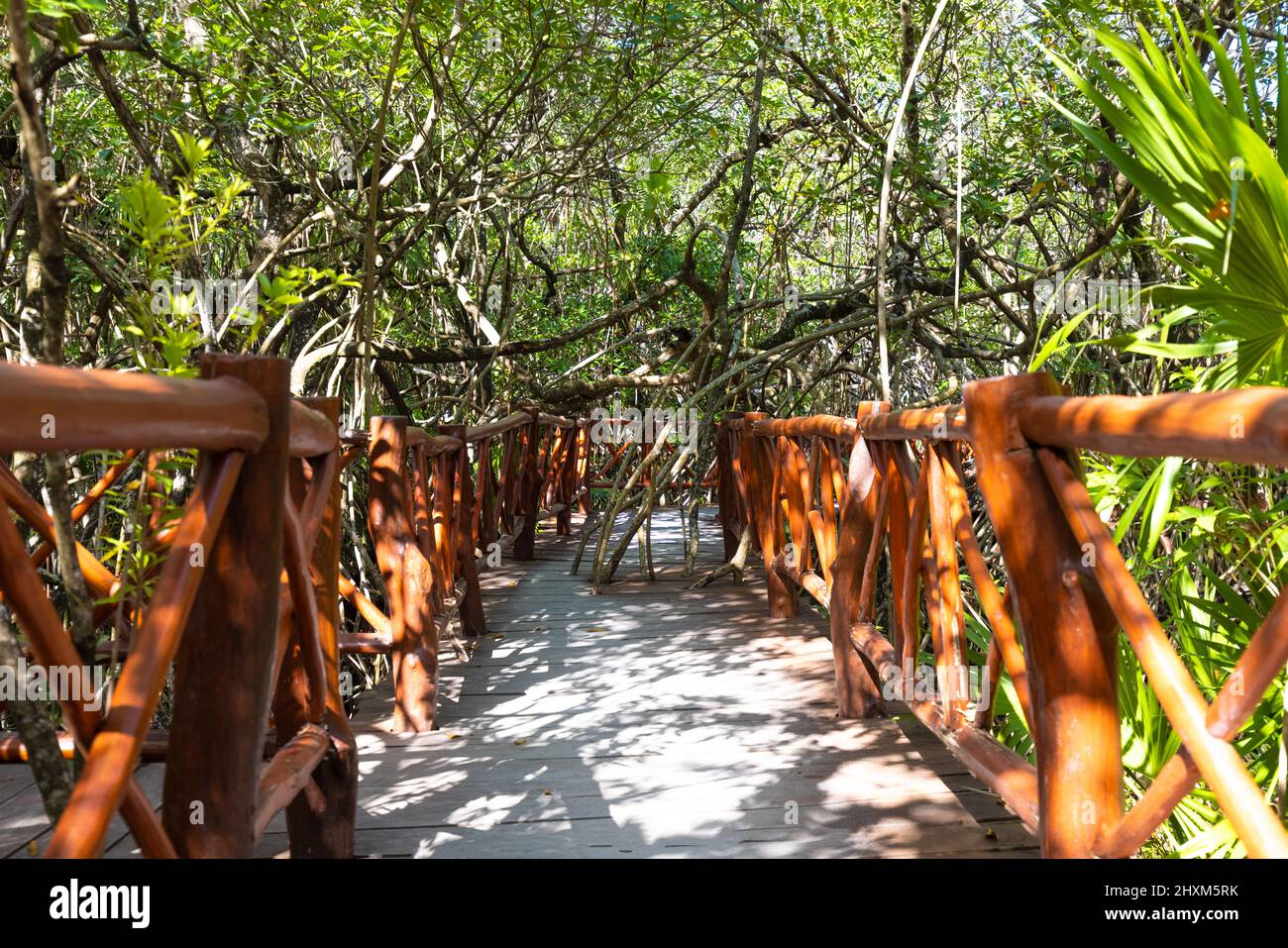 Mexico tourism destination, caves and pools of Cenote Casa Tortuga near ...