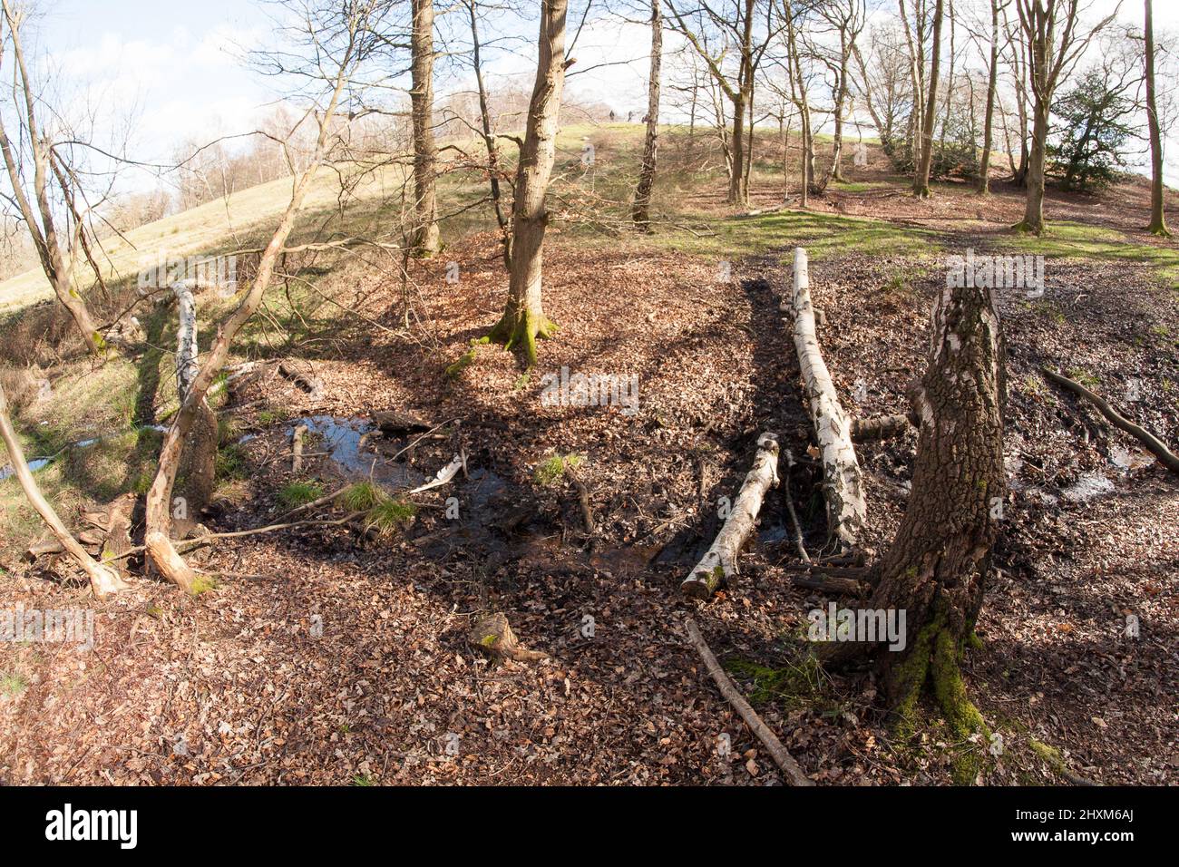 High Beech Epping Forest Essex, England Stock Photo - Alamy