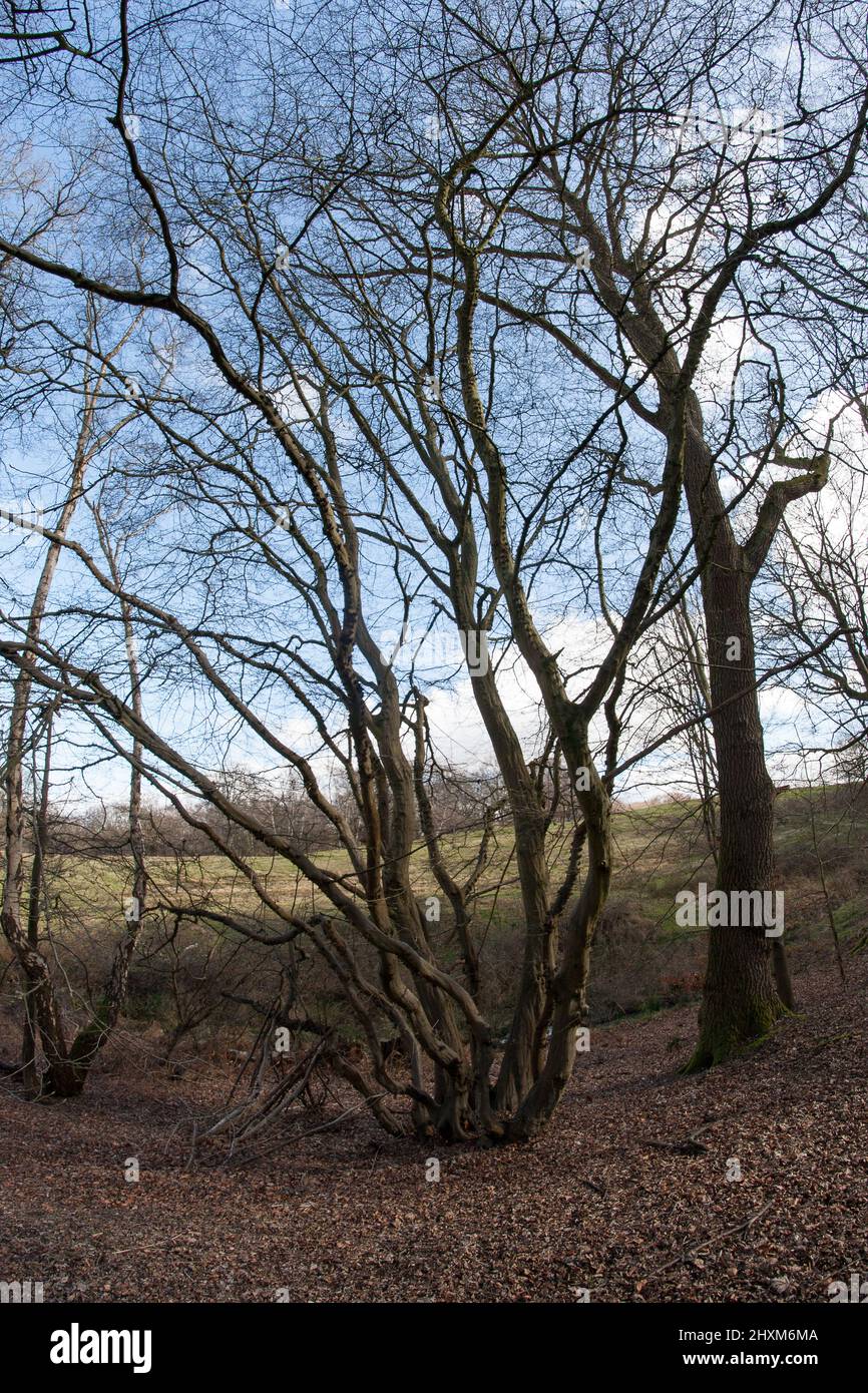 Ancient beech epping hi-res stock photography and images - Alamy