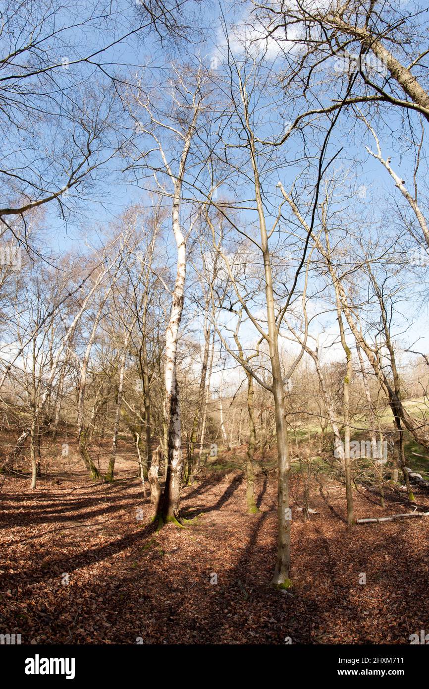 High Beech Epping Forest Essex, England Stock Photo - Alamy