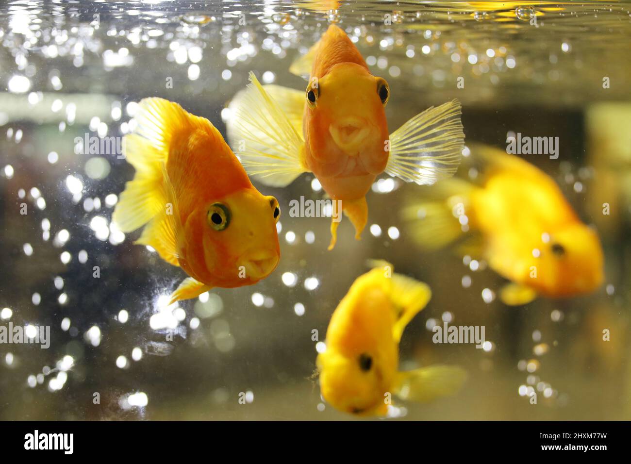 Goldfishes swimming in aquarium water Stock Photo - Alamy