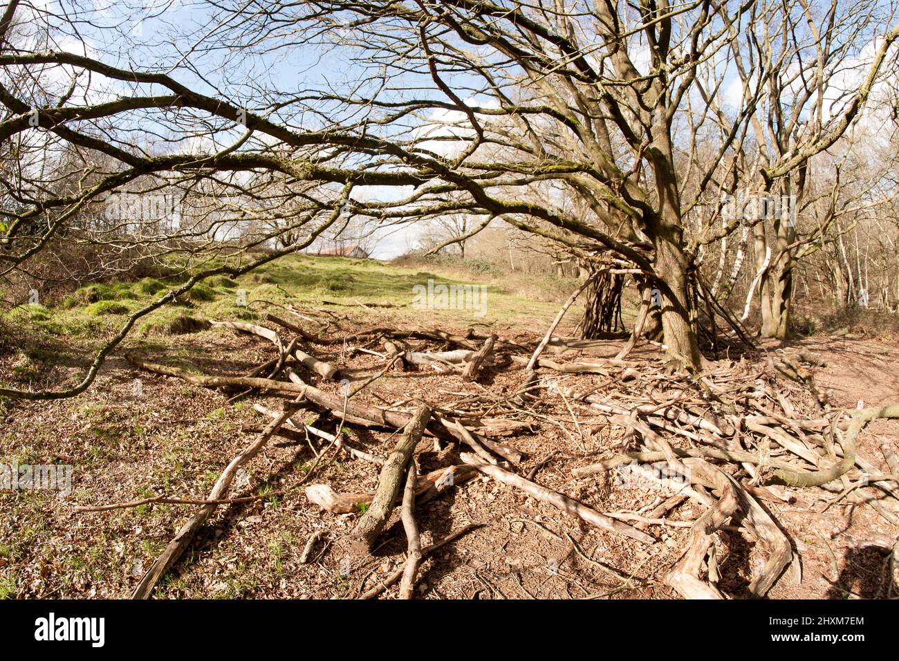 Ancient beech epping hi-res stock photography and images - Alamy