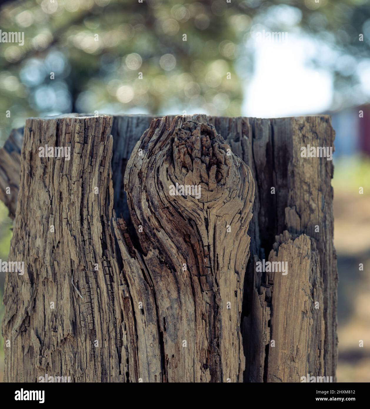 An old, weathered tree stump with a flat top Stock Photo - Alamy