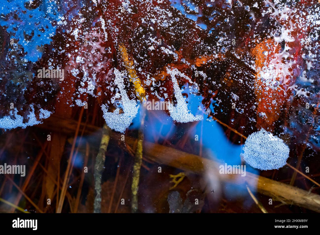 Air bubbles and tiny layer of ice in swamp waters, Kemeri National Park ...