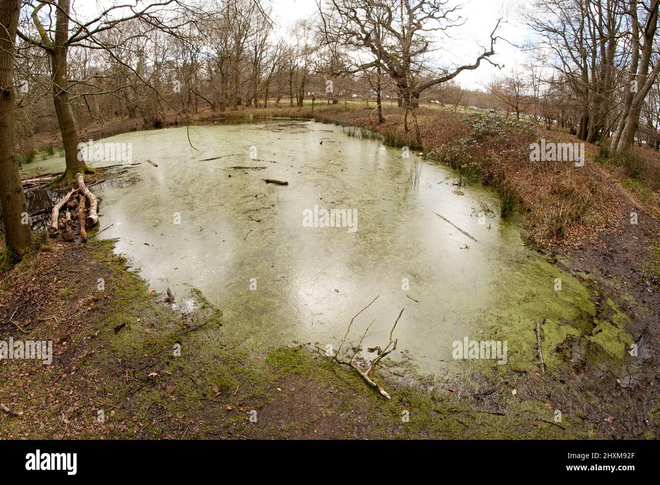 Large trunks beech trees hi-res stock photography and images - Alamy