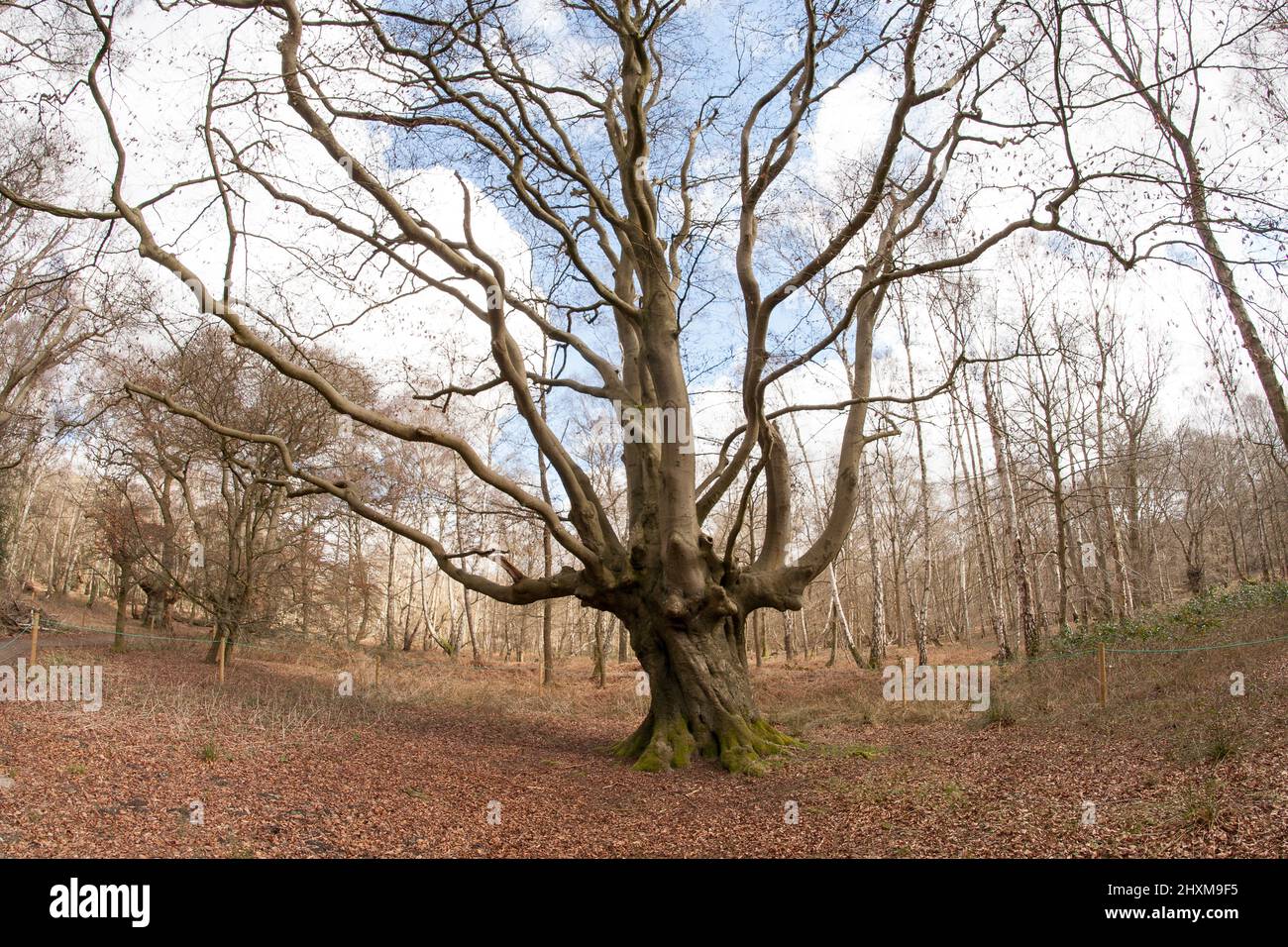 High Beech Epping Forest Essex, England Stock Photo - Alamy