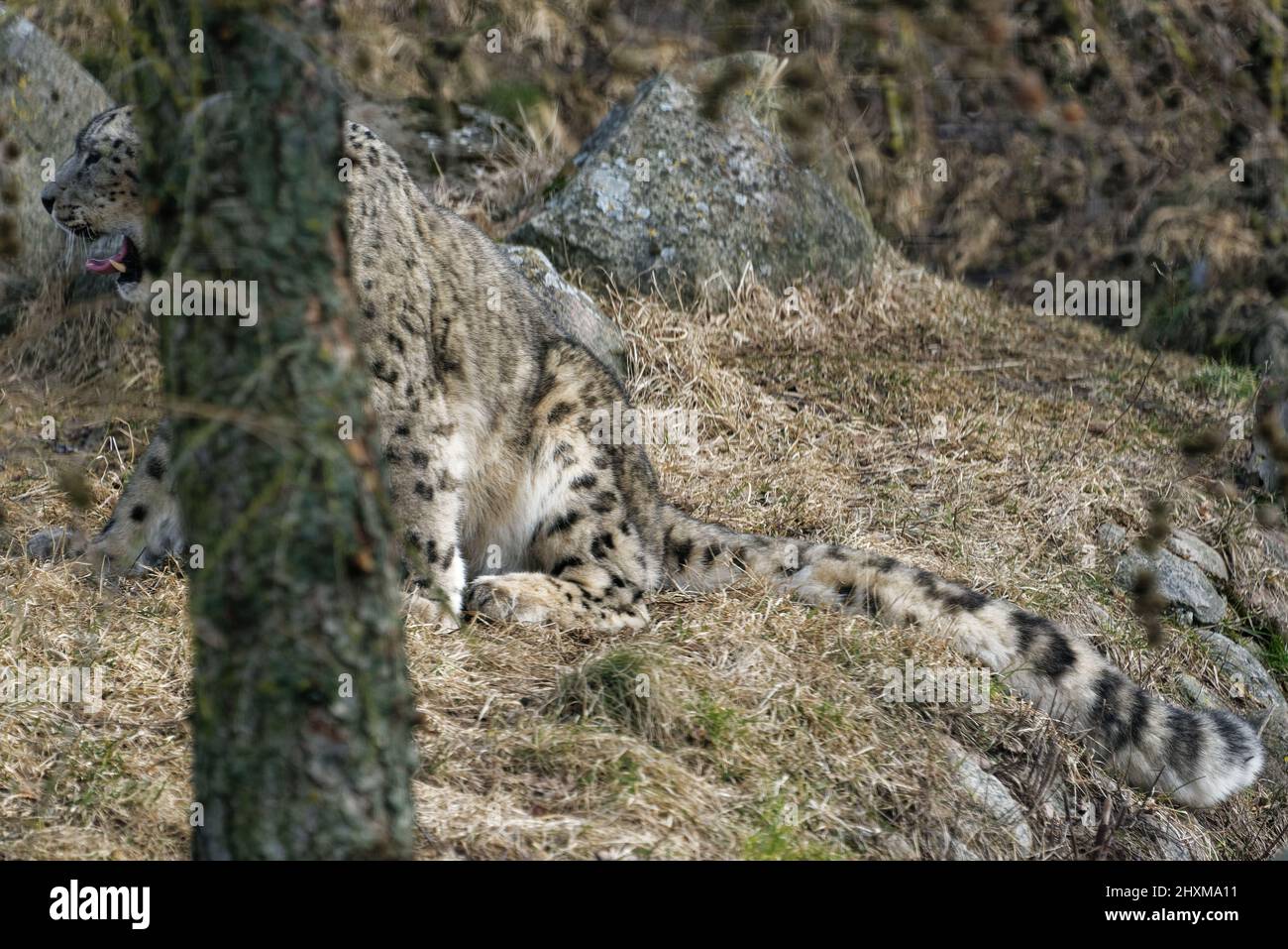 Snow leopard (Panthera uncia), also known as the ounce, is a felid in ...